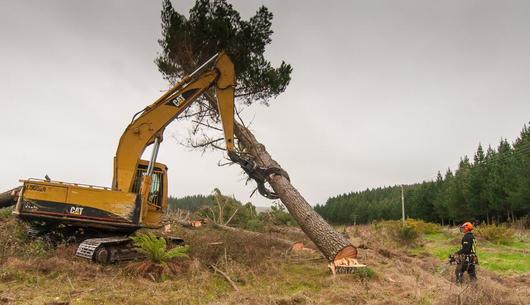 Services Archive - Treehogs